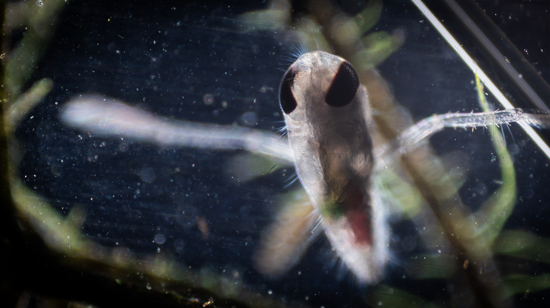 Water Boatman - Thai Microcosmos